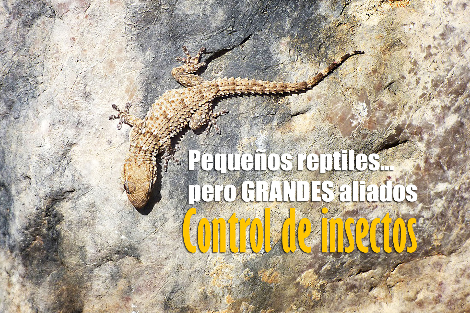 Pequeños reptiles GRANDES aliados en el control de insectos – Denor SL